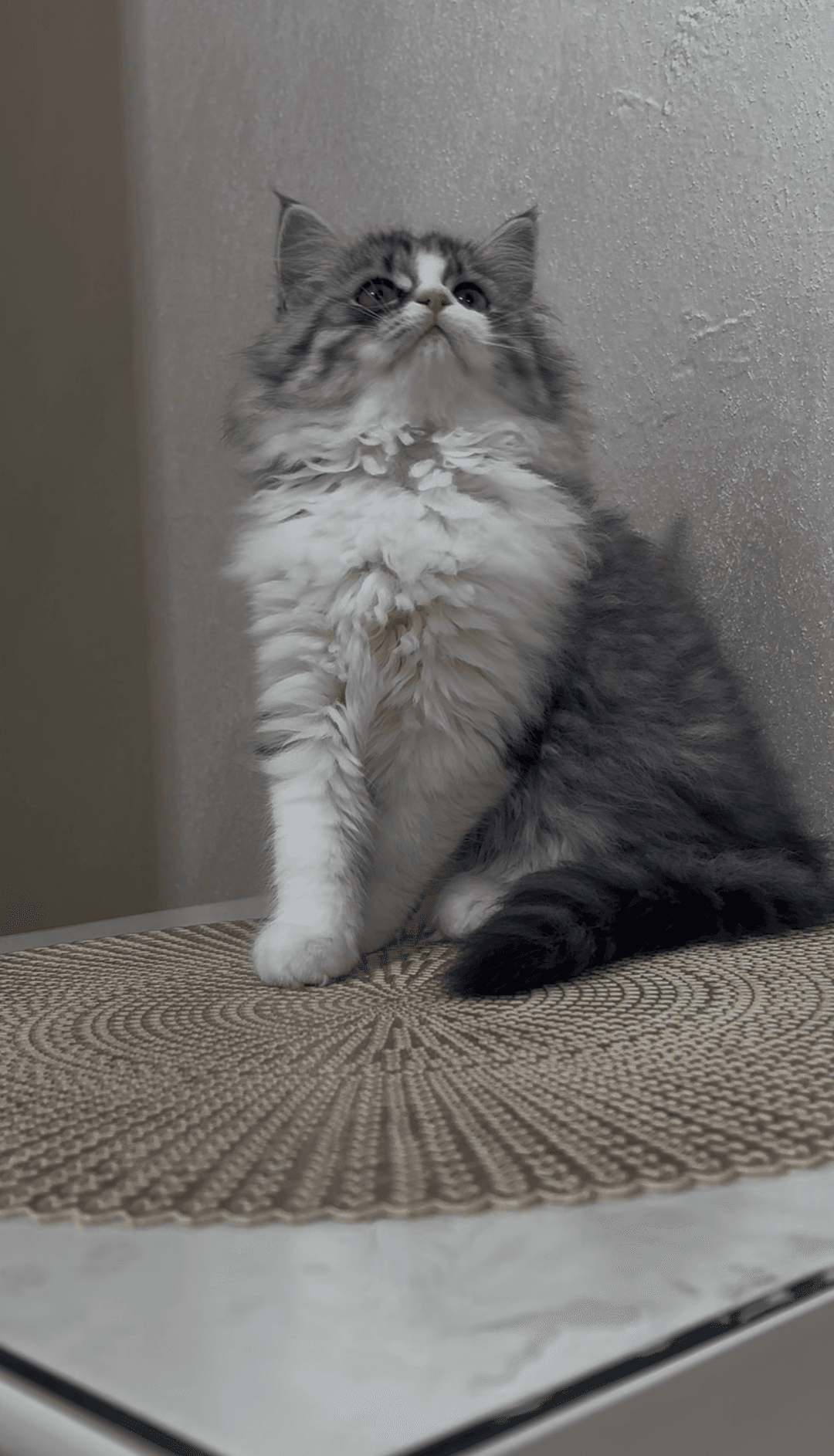 Cats for sale