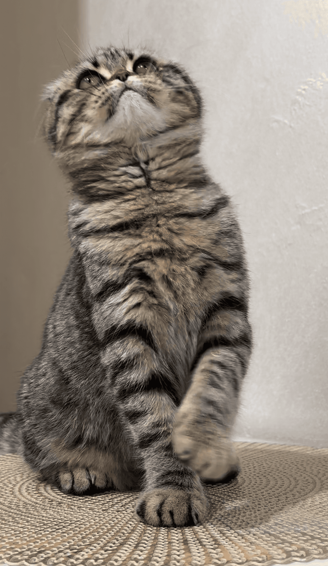 Cats for sale
